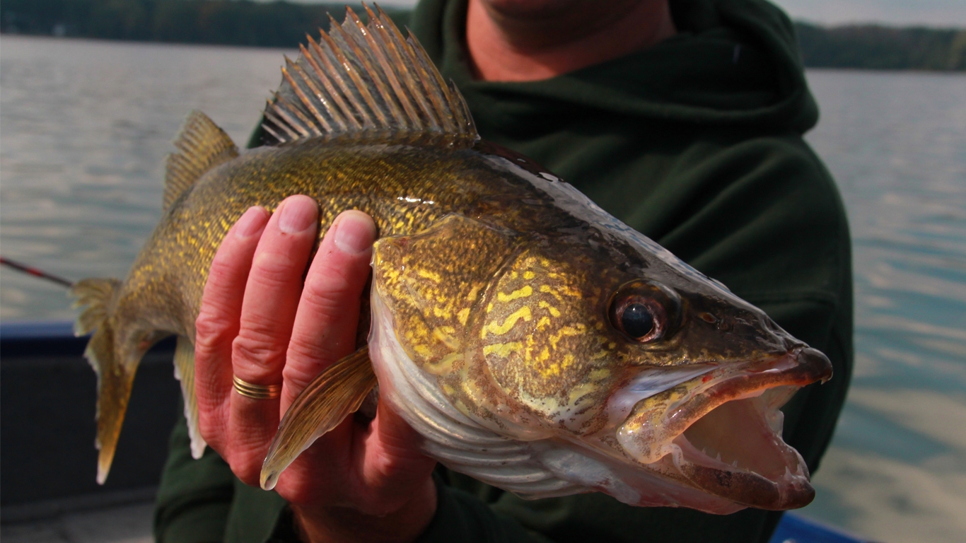 Post Spawn Walleye - FTWWTV