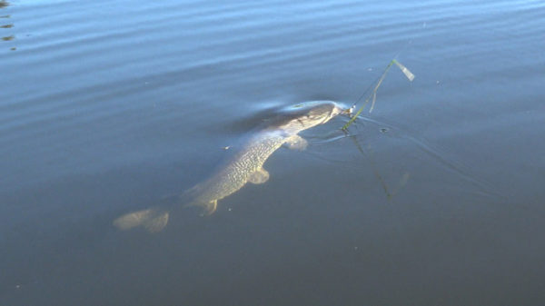 Spring time Pike - FTWWTV