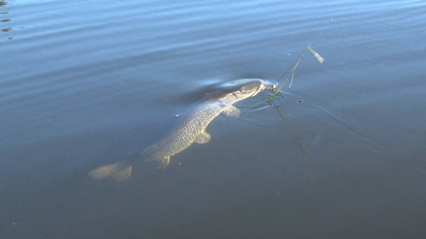 Spring time Pike - FTWWTV